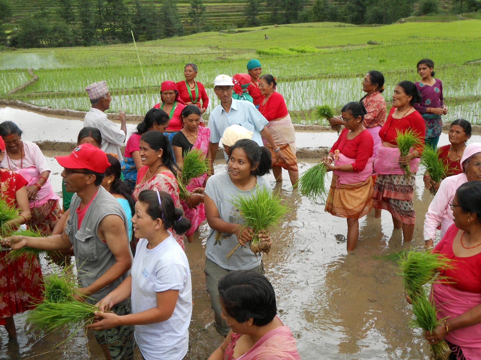 Asar 15 Rice Plantation Festival in Nepal - Travel and Tours in Nepal ...