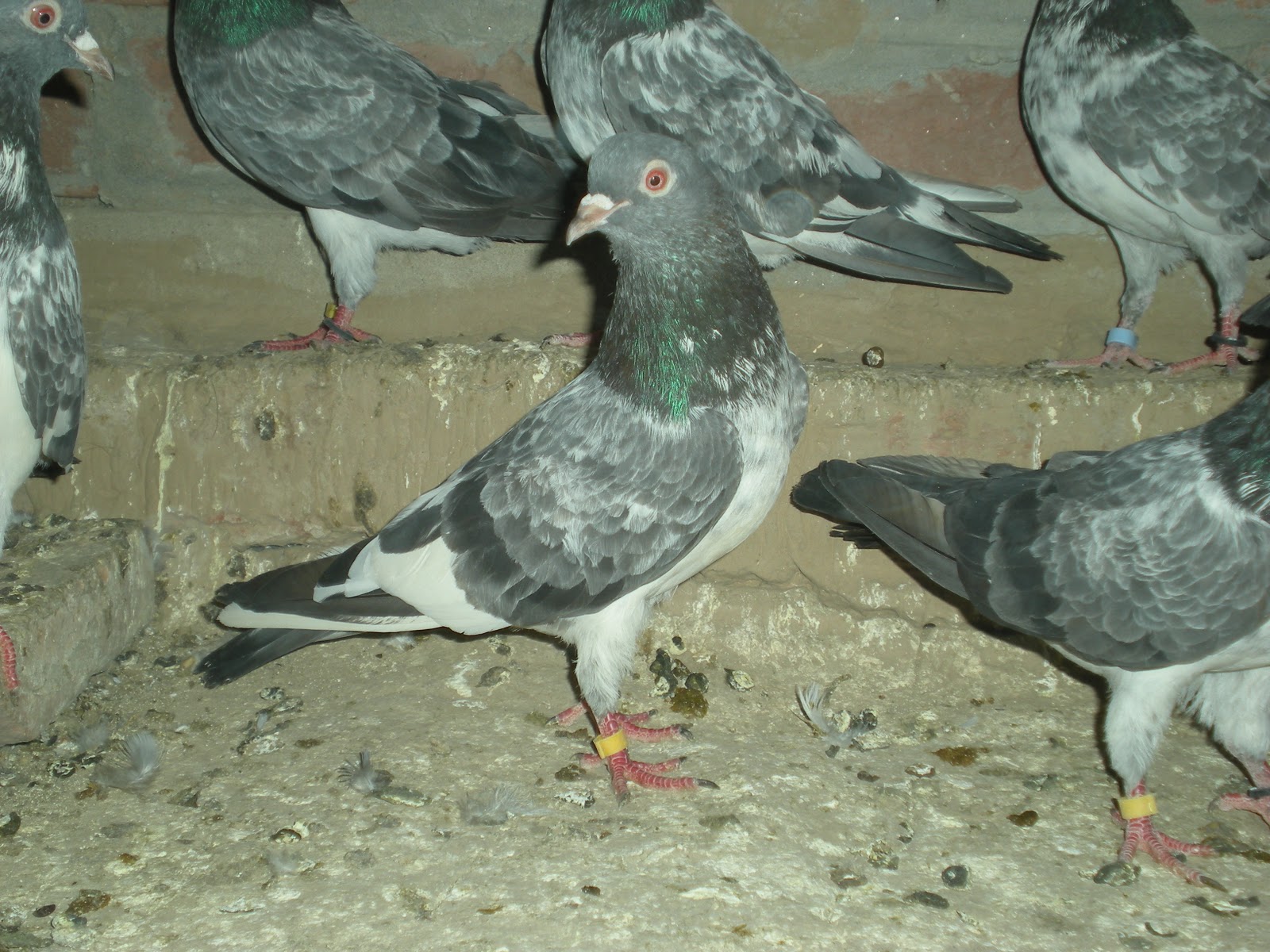 Pakistani Tipplers (Kabootar Baaz) | UK & USA Pigeons | Fancy Pigeons ...