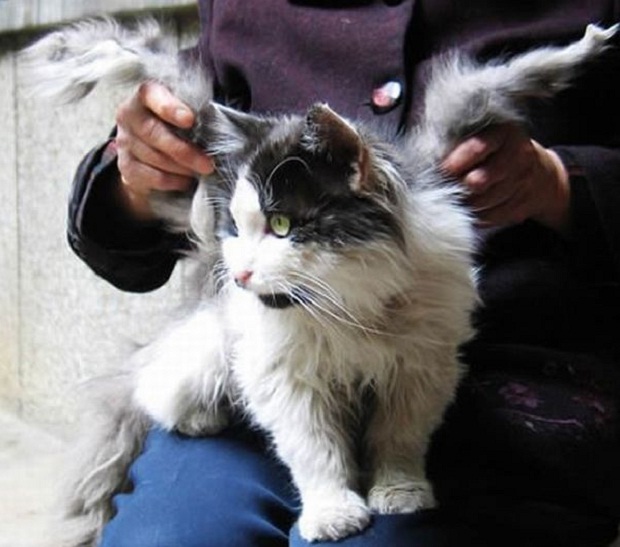 i-loveyou: Winged-Cat Causes Sensation in China