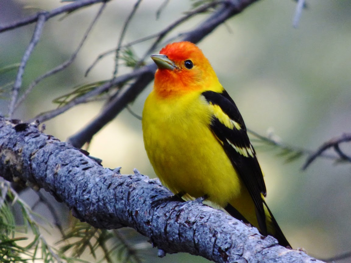 Geotripper: Up Close and Personal with a Western Tanager