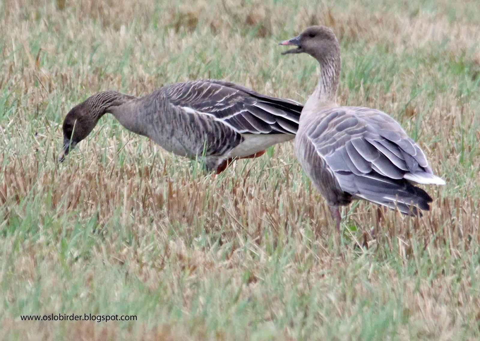 OSLO BIRDER: Geese