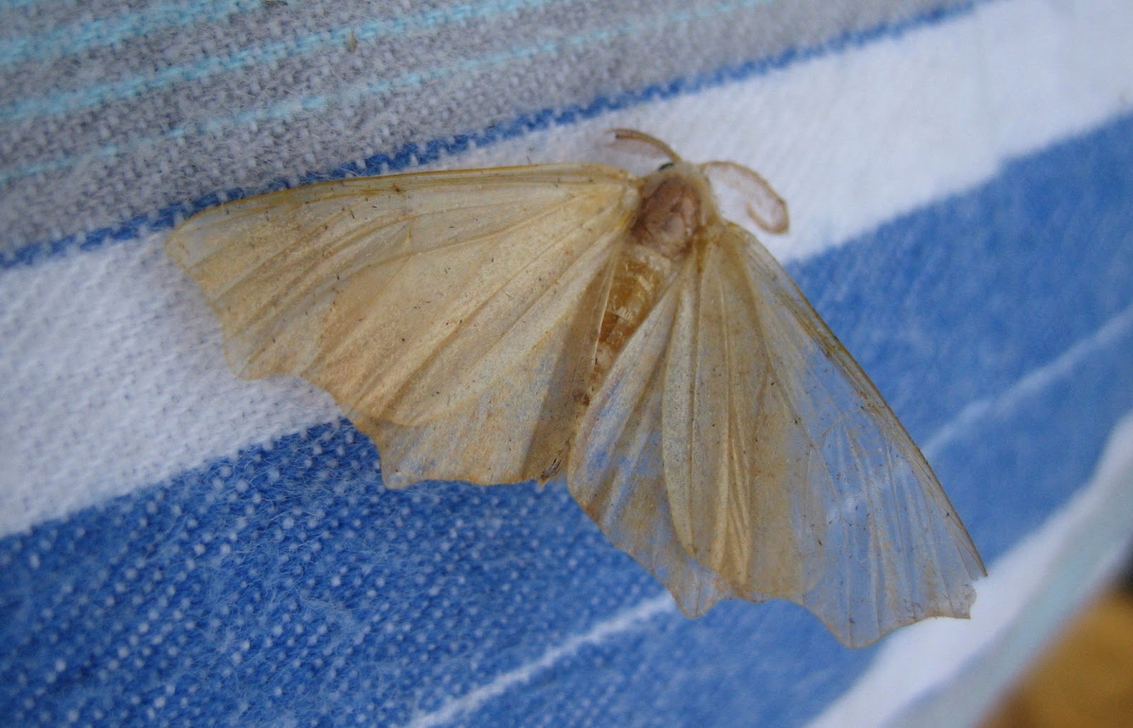 Martin's Moths: Baby boom