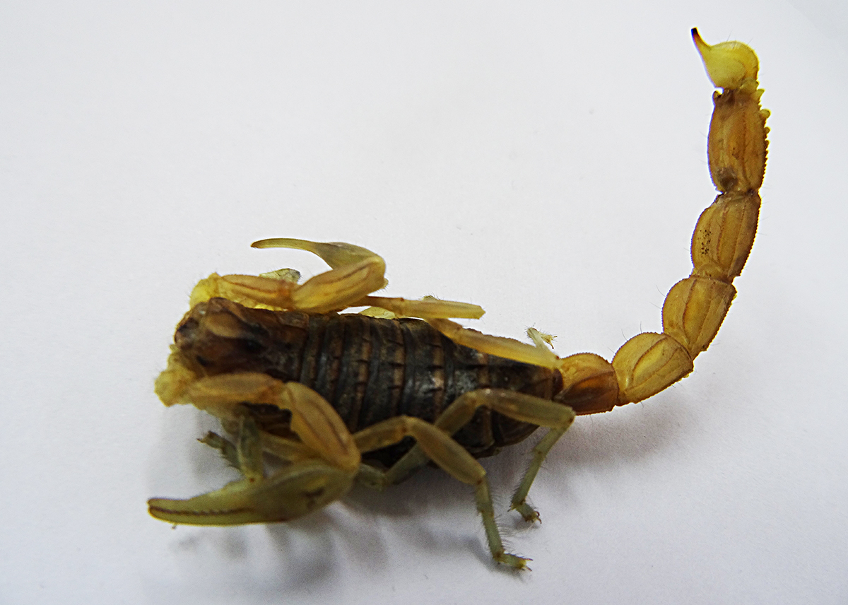 IES MARÍA DE CÓRDOBA: Buthus occitanus. Alacrán