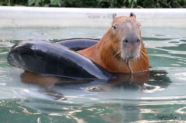 Rules of life capybaras : Your BLog Name|