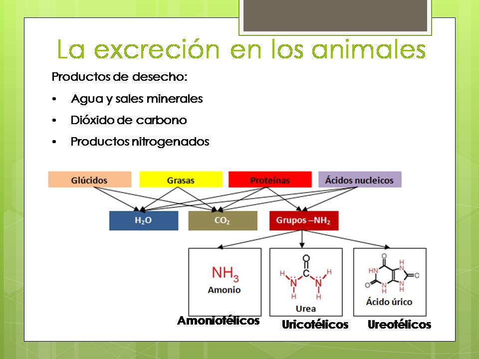 biología y geología 1ºbto: Tema 14-15-16 LAS FUNCIONES VITALES EN LOS ...