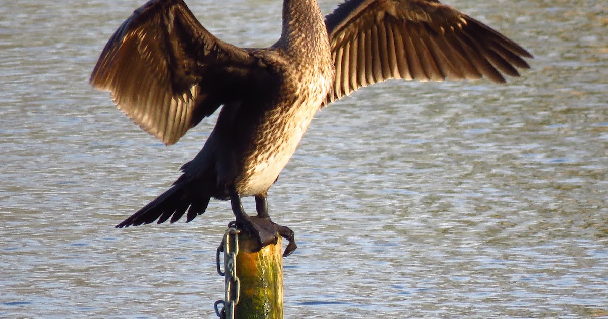The Rattling Crow: Wing-spreading in Cormorants