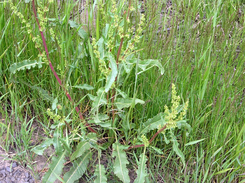 Rural Revolution: Parade of wildflowers
