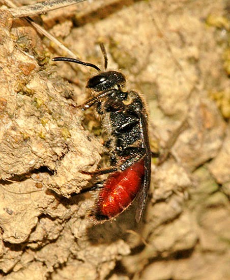 honey bee and wasp: Cuckoo Bee - (Sphecodes spp.)