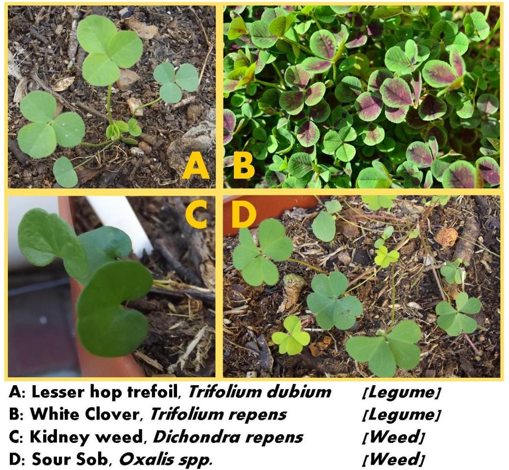 Roots 'n' Shoots: September 2015