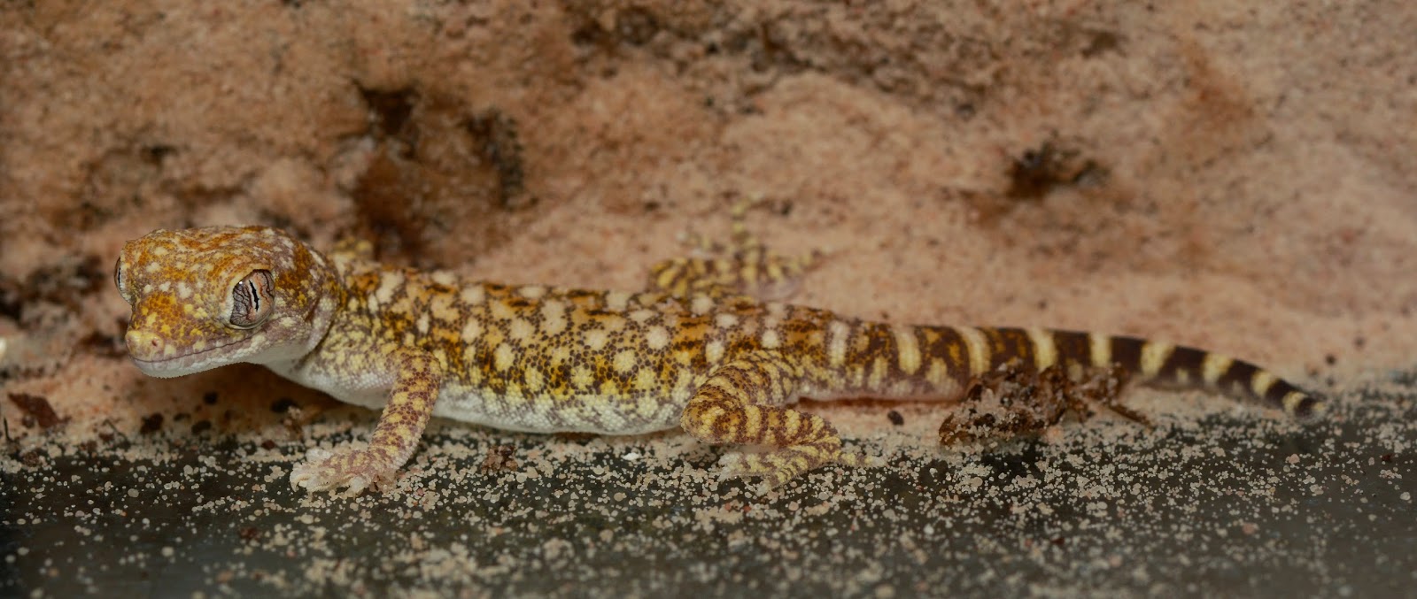 Diaz Lab Reptiles: Geckos