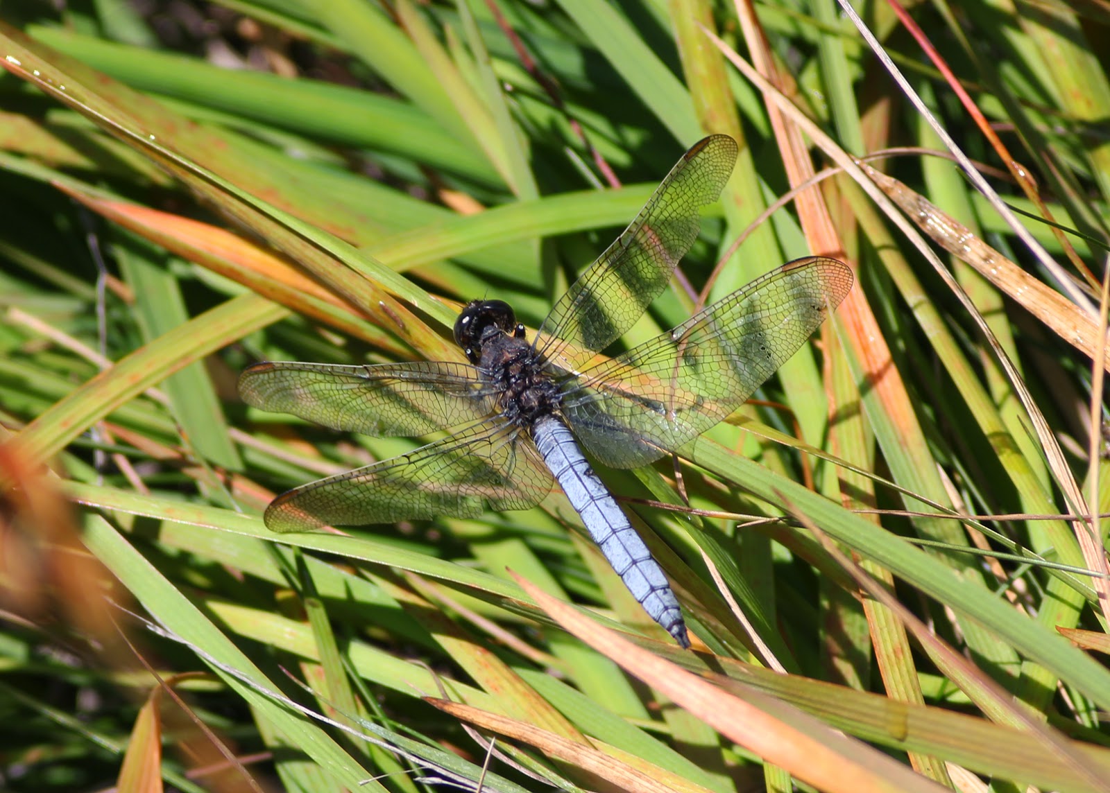 Mark James Pearson: Forest insects