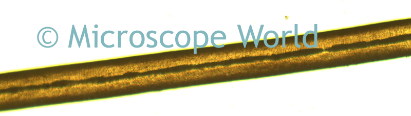 Microscope World Blog: Hair Repair under the Microscope