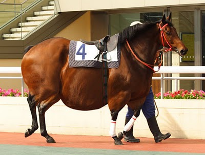 Dieting Tips For An Overweight Horse