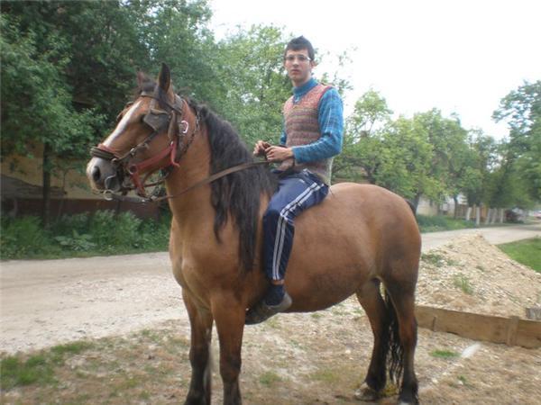 Vand cal bland si puternic