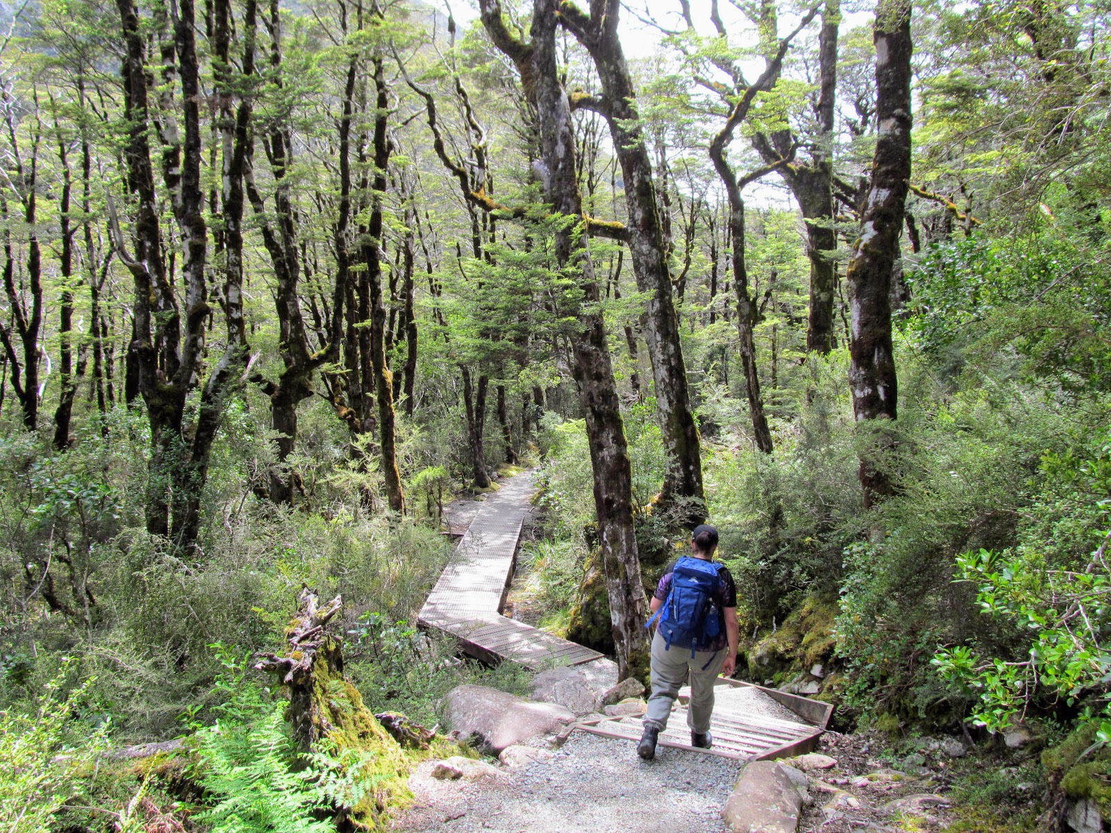 Tramping in the New Zealand backcountry: NZ Bush Adventures: Arthur's ...