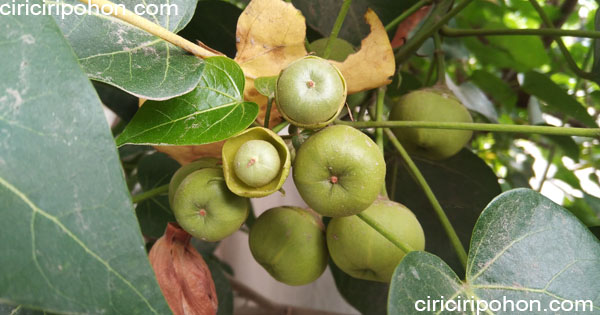 Kaya Manfaat, Inilah Aneka Ramuan Pohon Waru dari Berbagai Bahannya ...