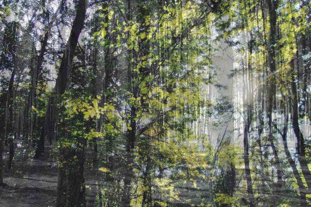 something.: rootless tree