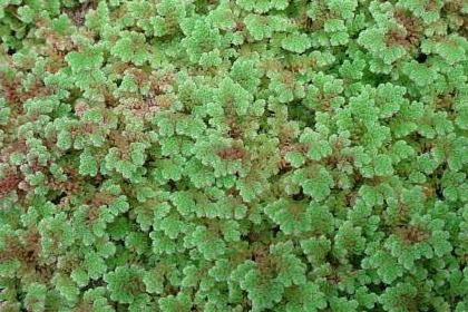 Hijauan Azolla microphylla, Pakan Ternak dan Ikan Yang Menjanjikan ...