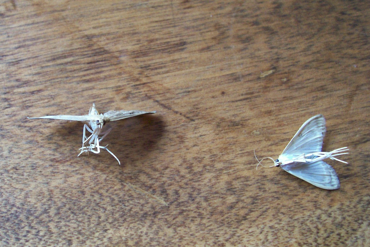 Pauley-Face Farm: Caterpillar Lapbook