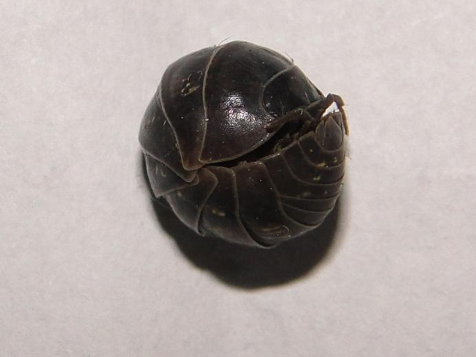 Sarzedo Ecologia: Tatu-bolinha