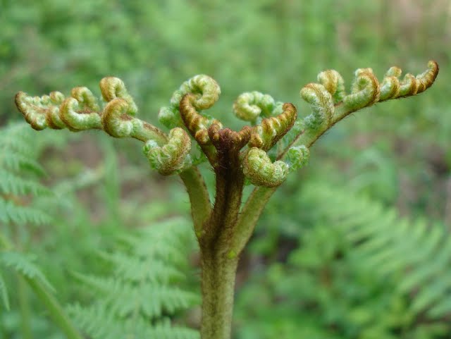 FLORS: Falguera (Pteridium aquilinum (L.) Kuhn)