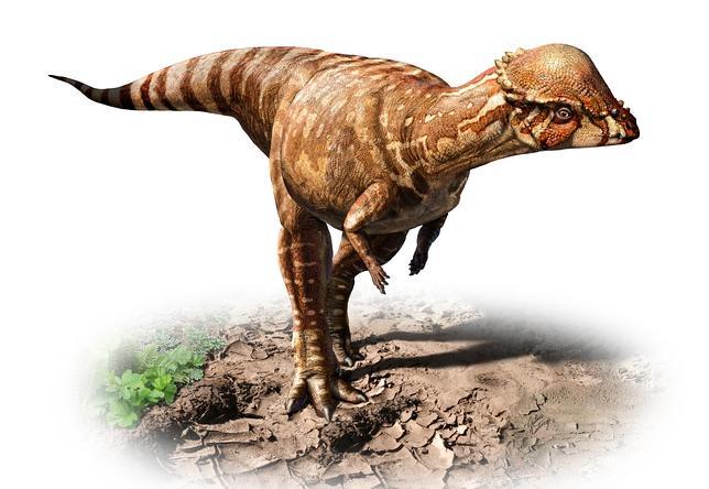 Species New to Science: [Paleontology • 2013] Acrotholus audeti • The ...