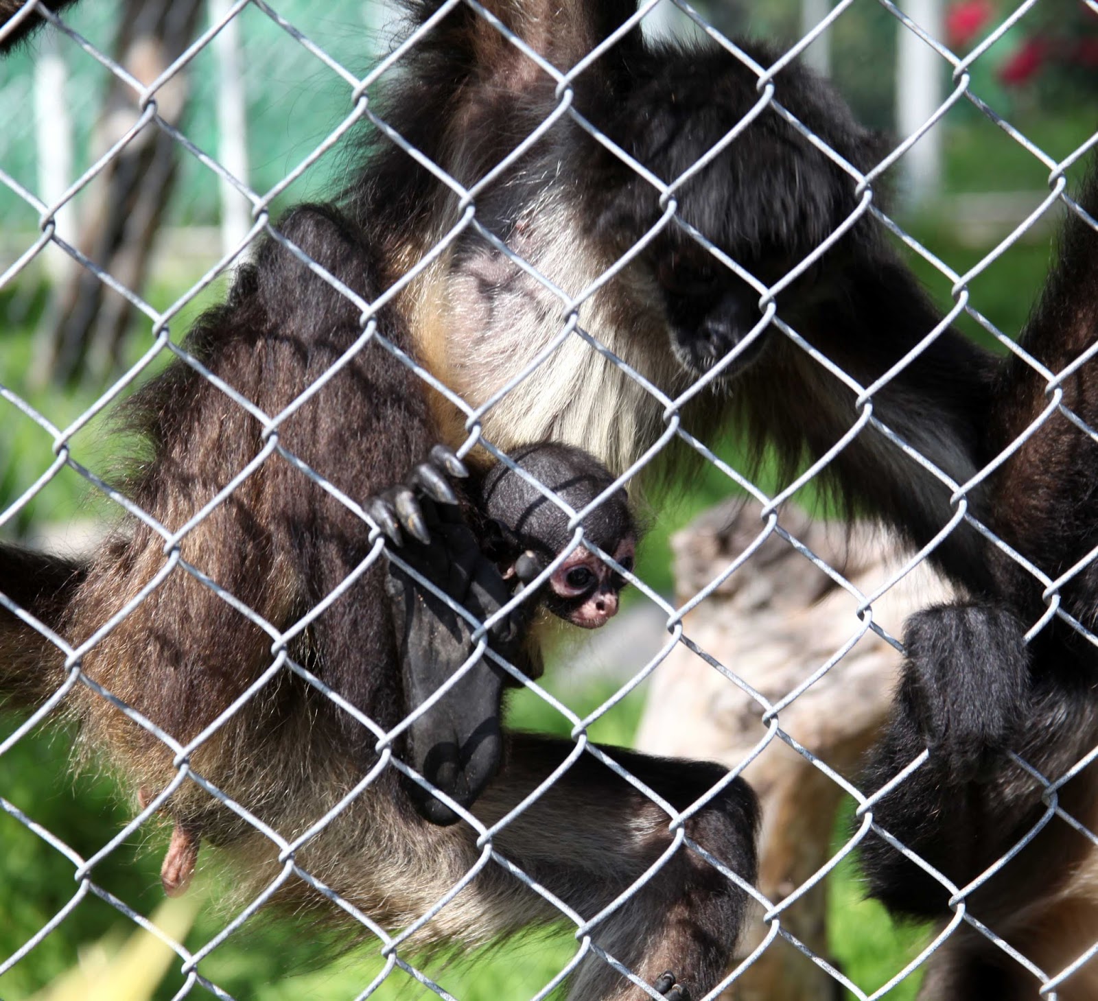 El mexiquense Hoy: Nace cría de mono araña en el parque ecológico Ehécatl