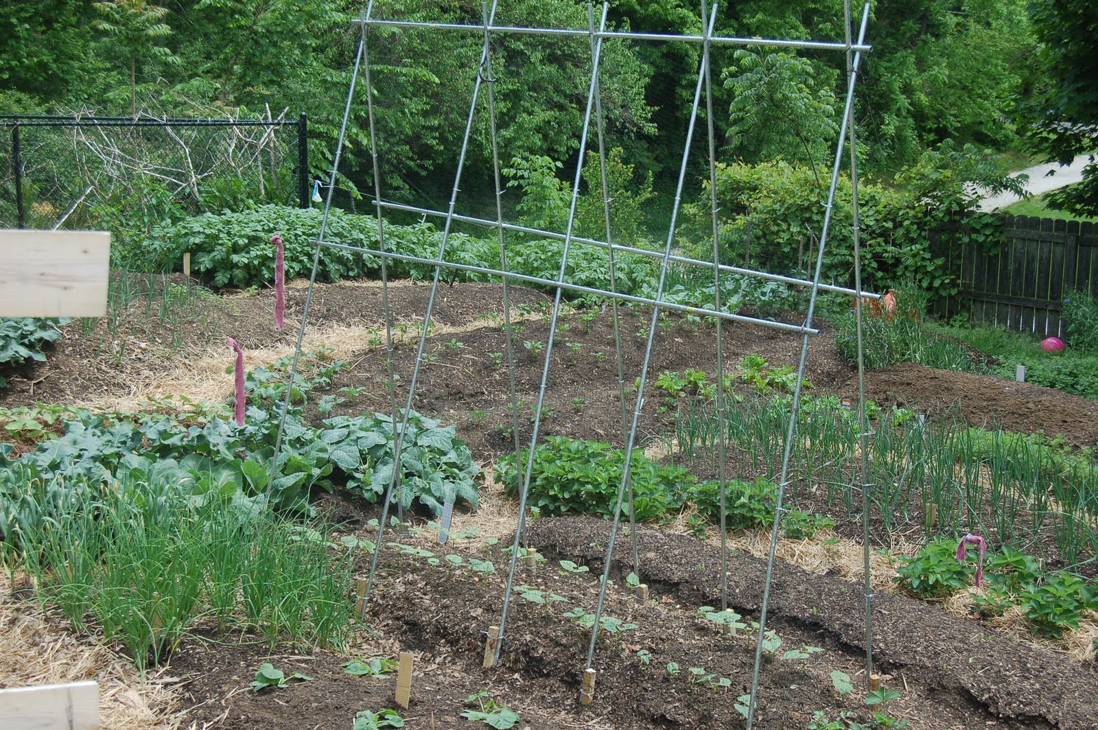 Midwestern Garden: Pole Bean Trellis--- Kentucky Wonder Pole Beans.