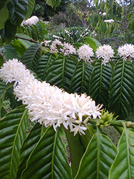 Karakteristik Bunga Kopi Robusta (Flowering Coffee Robusta ...