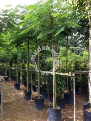 Cita Tani Nursery (NS015495-D): Benih Semarak Api / Denolix Regia