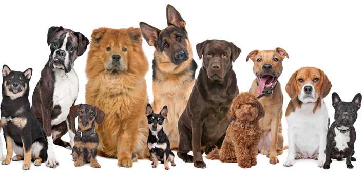 100 Facts About Dogs Puppies Bitches 100-facts-about-dogs-puppies-bitches