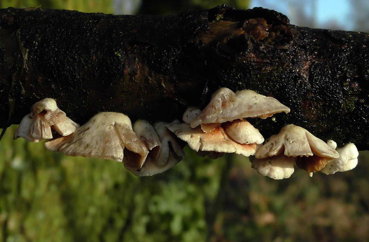 Jozef van der Heijden - Natuurfotografie: Wit oorzwammetje (Crepidotus ...