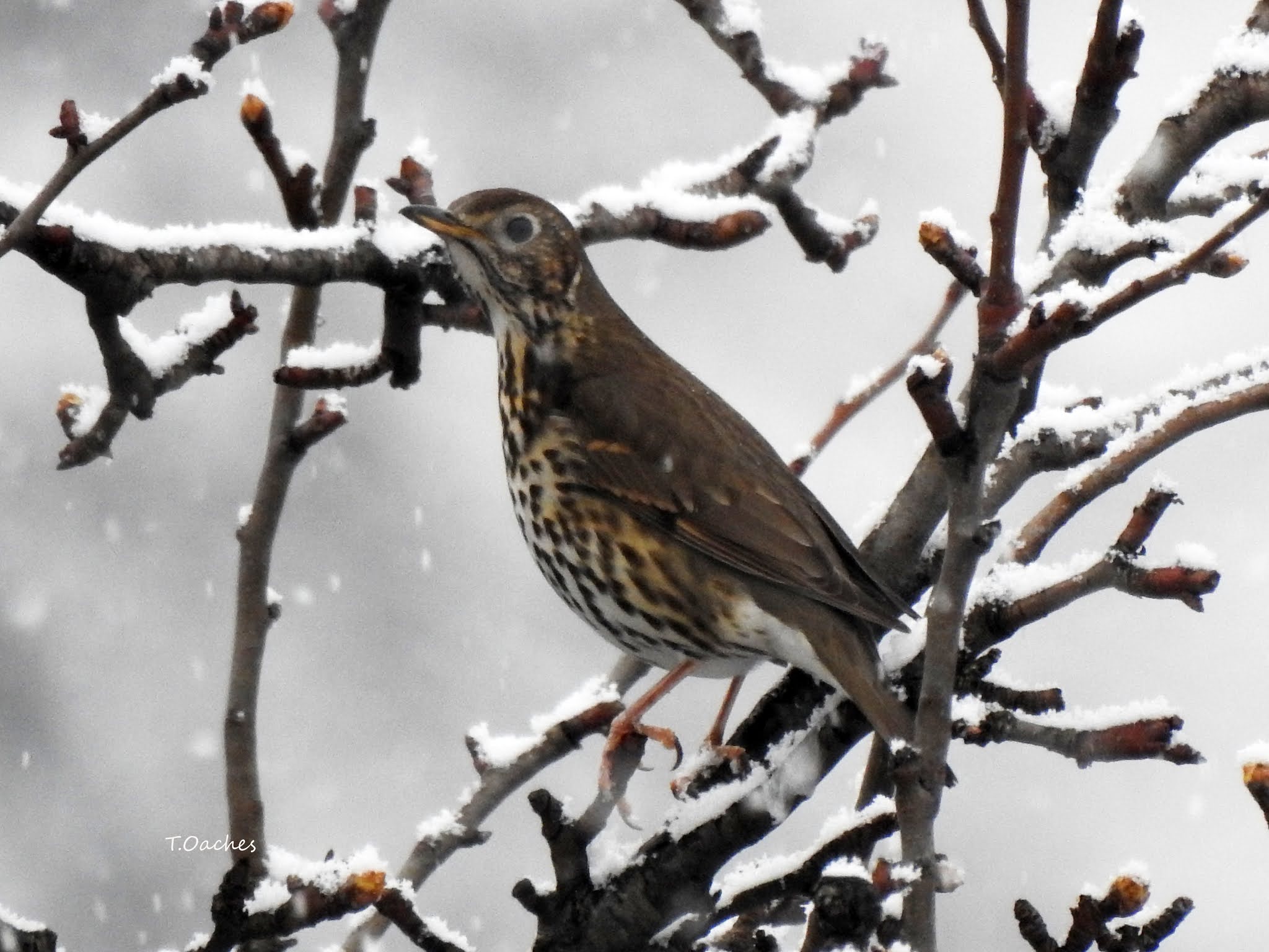 PASARI DIN ROMANIA: STURZ CANTATOR, Turdus philomelos