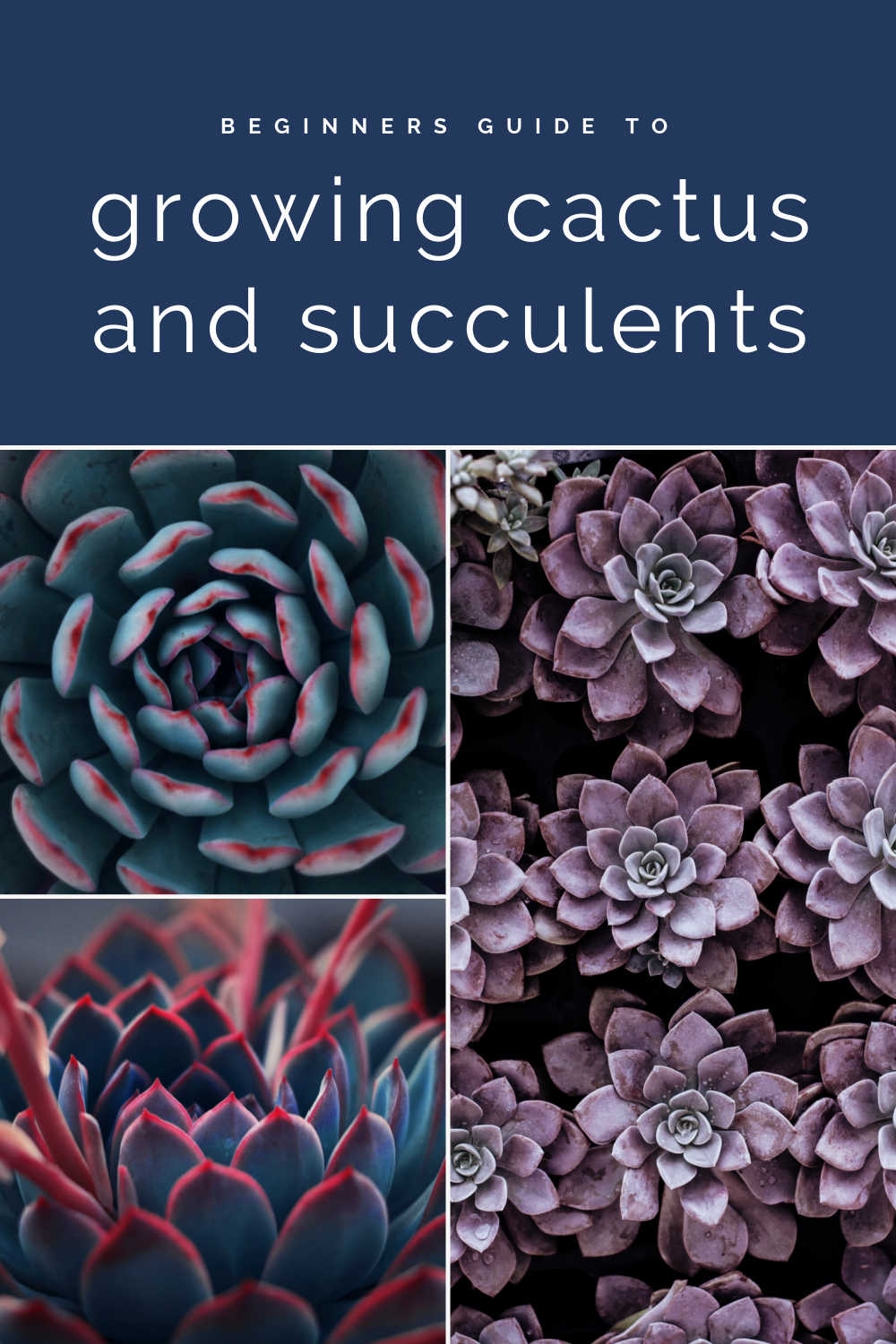 A Beginner's Guide to Succulents and Cacti