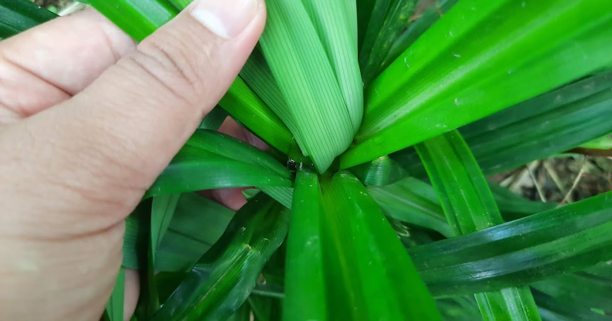 Manfaat Daun Pandan Untuk Kesehatan yang Sangat Luar Biasa - Hiduplah ...