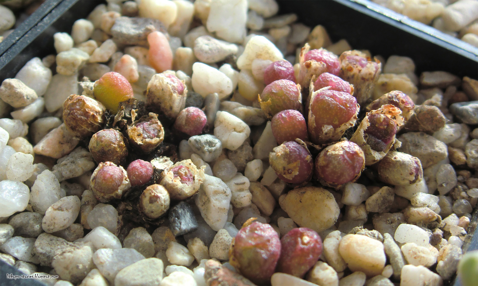 Lithops Stories: Spring update on Conophytums (13 pics)