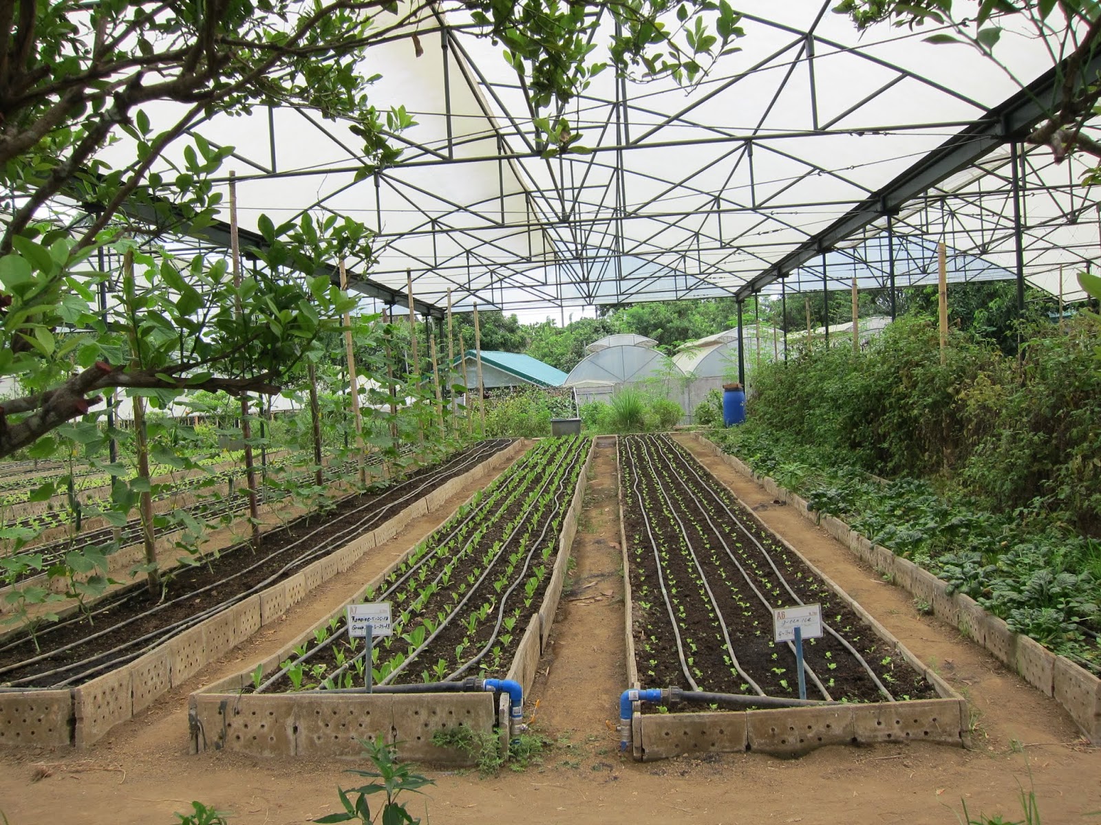 Lutong Cavite : CHOP : INDANG Cavite Food Tour