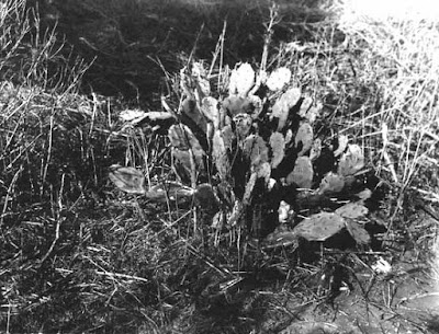 Future Plants by Randy Stewart: Opuntia, Prickly Pear Cactus, Edible Cactus