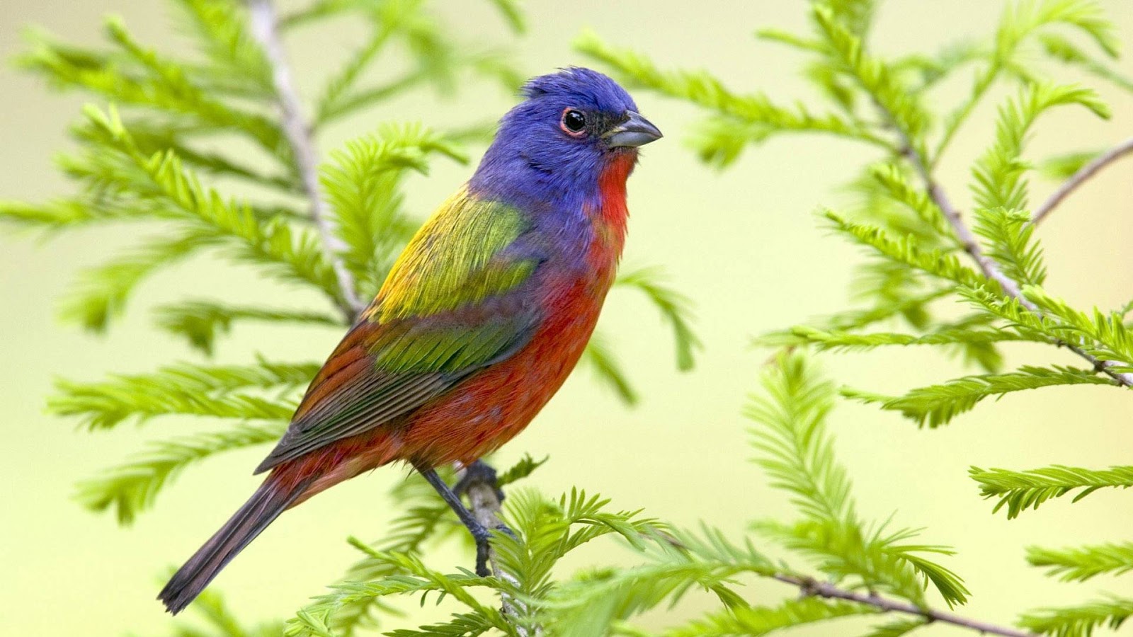 Beautiful Colored Bird Wallpaper