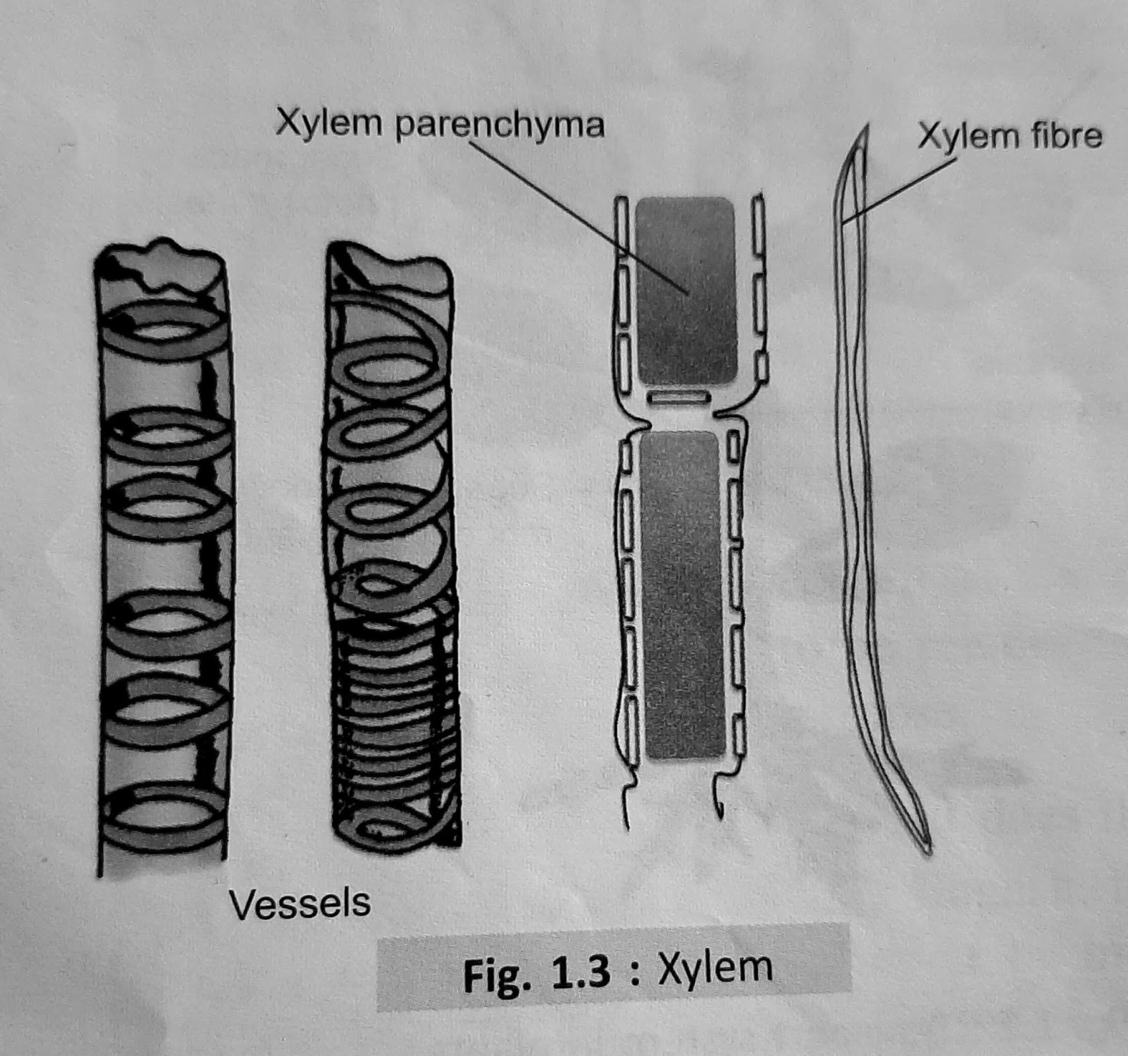Describe The Structures And Functions Of Xylem Tissue Qs