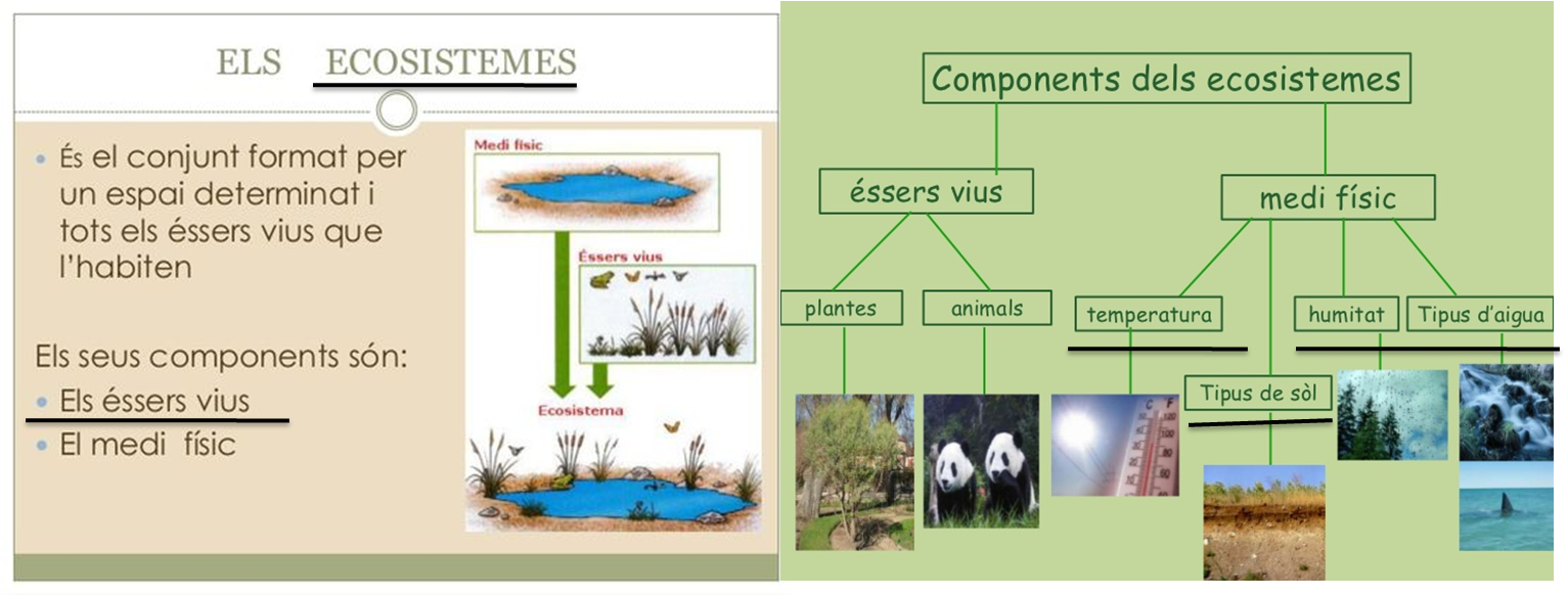 5é de primaria 2020: ACTIVITAT 5 - ELS ECOSISTEMES