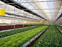 Mauritius Hydroponics Cooperative Federation: Introduction to the Mau ...