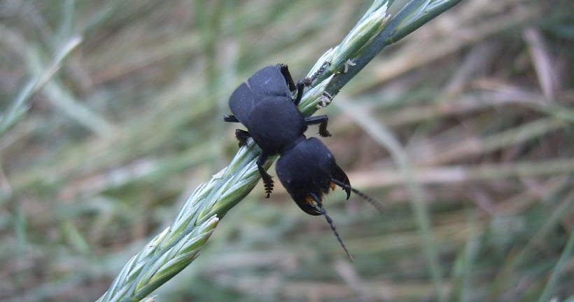 The Devil's Coach Horse Insect | Magic Nature