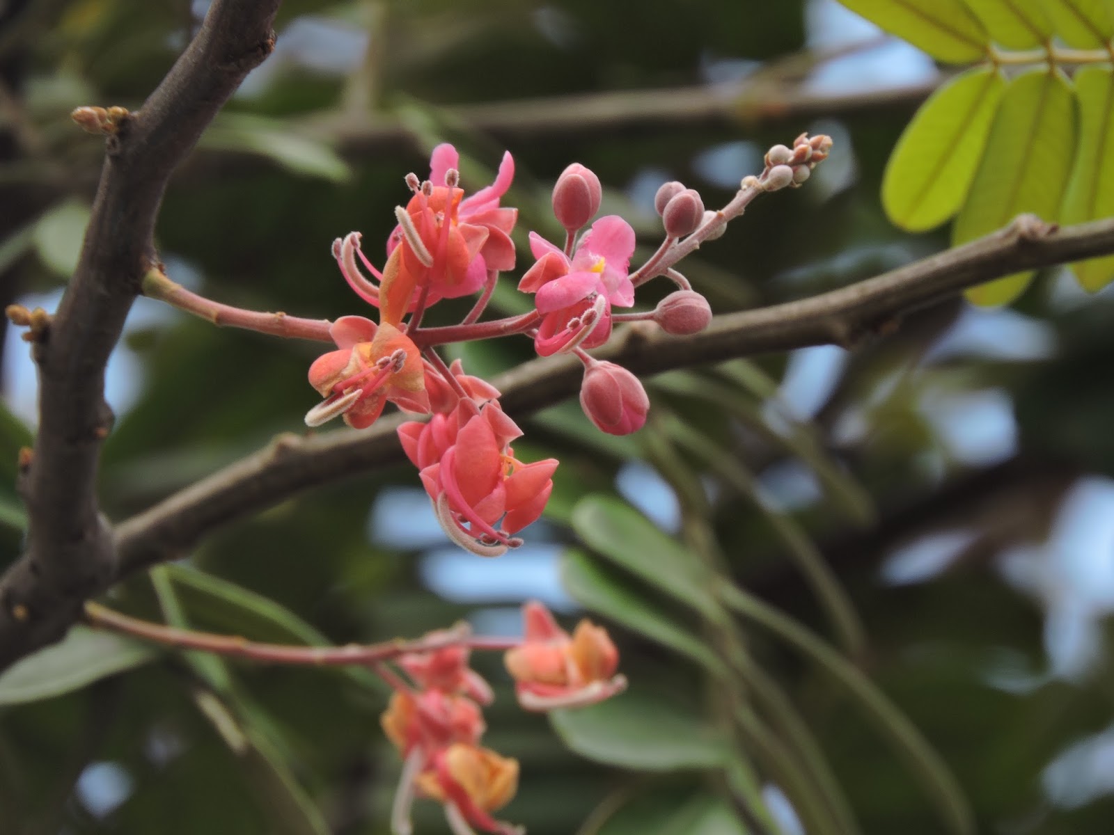 Fabaceae - Leguminosae no Brasil: Fabaceae - Cassia grandis L. f ...