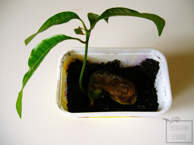 Jak wyhodować mango z nasiona?