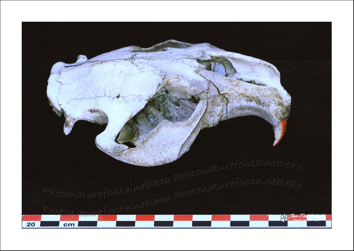 Oh les jolies dents ! Le Castor d'Europe. 2017 023.