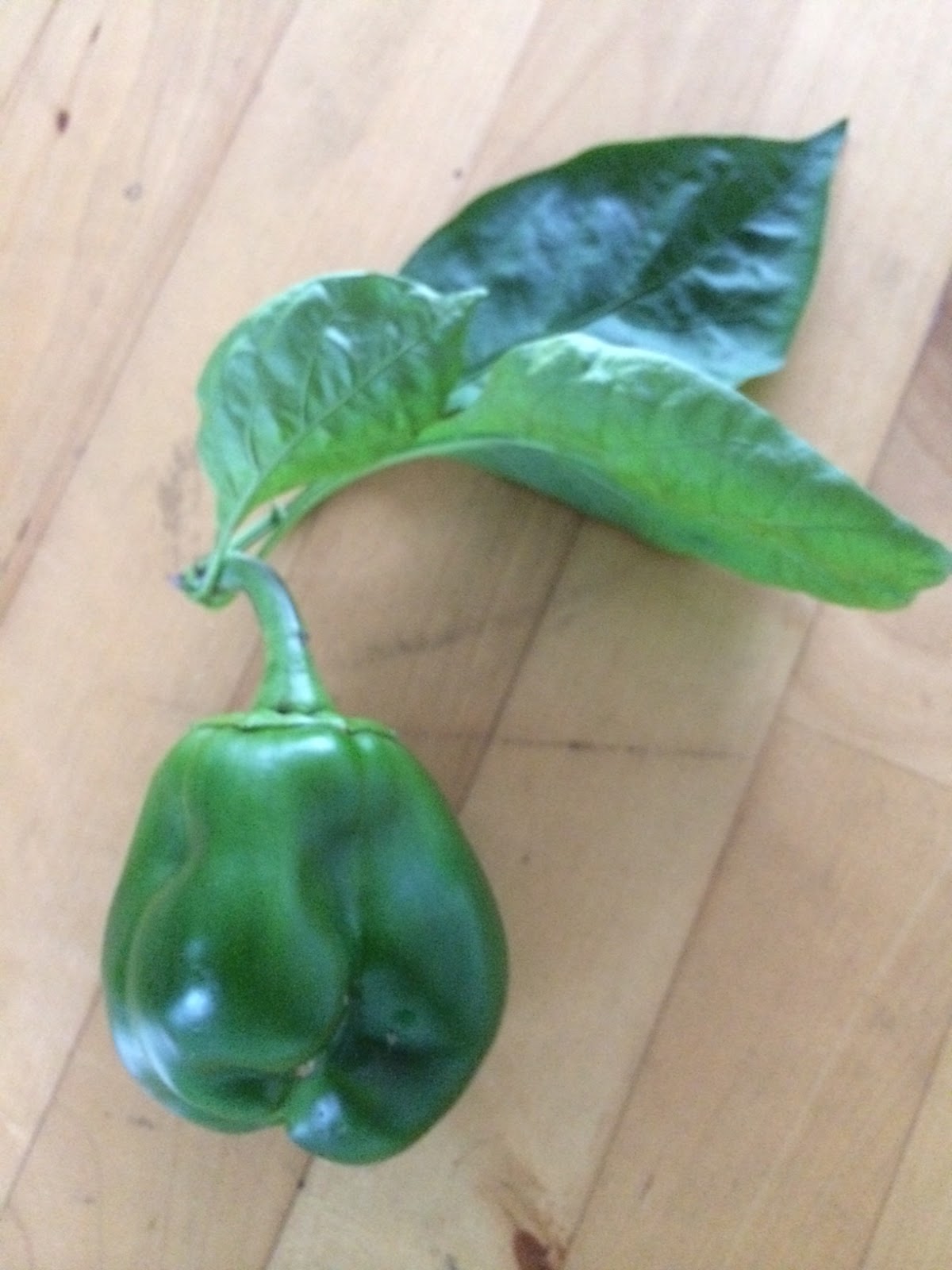 WashingtonGardener: Fenton Friday: One Sweet Pepper