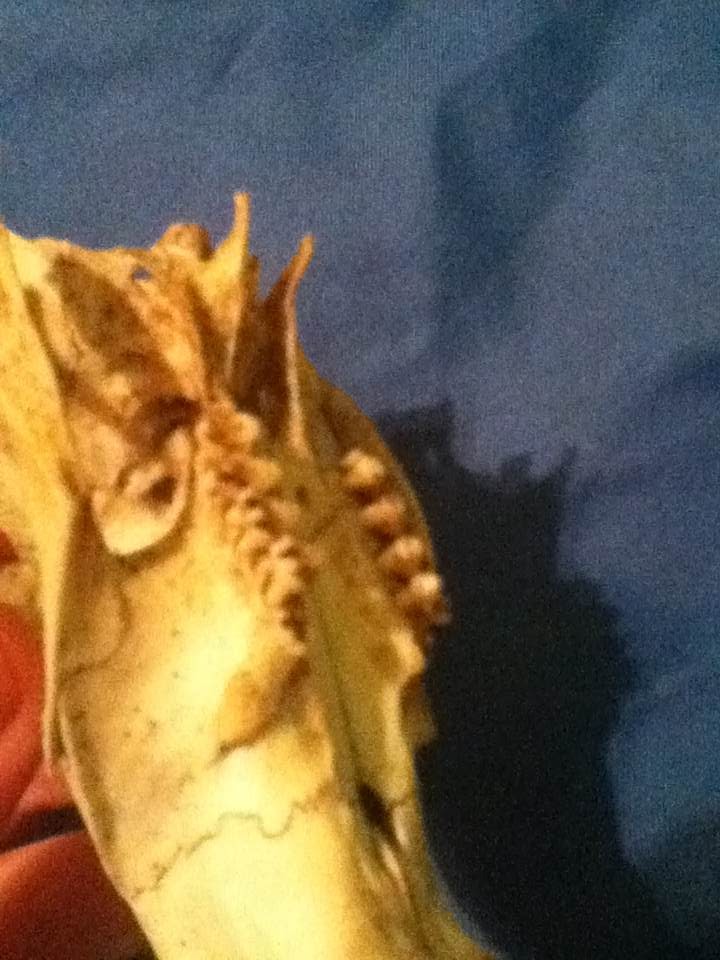 The Animal Bone Yard : groundhog skull