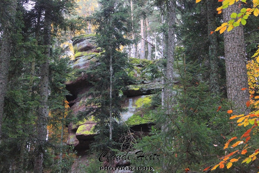 Autour du rocher du Coucou - Mes photos à travers l'Alsace