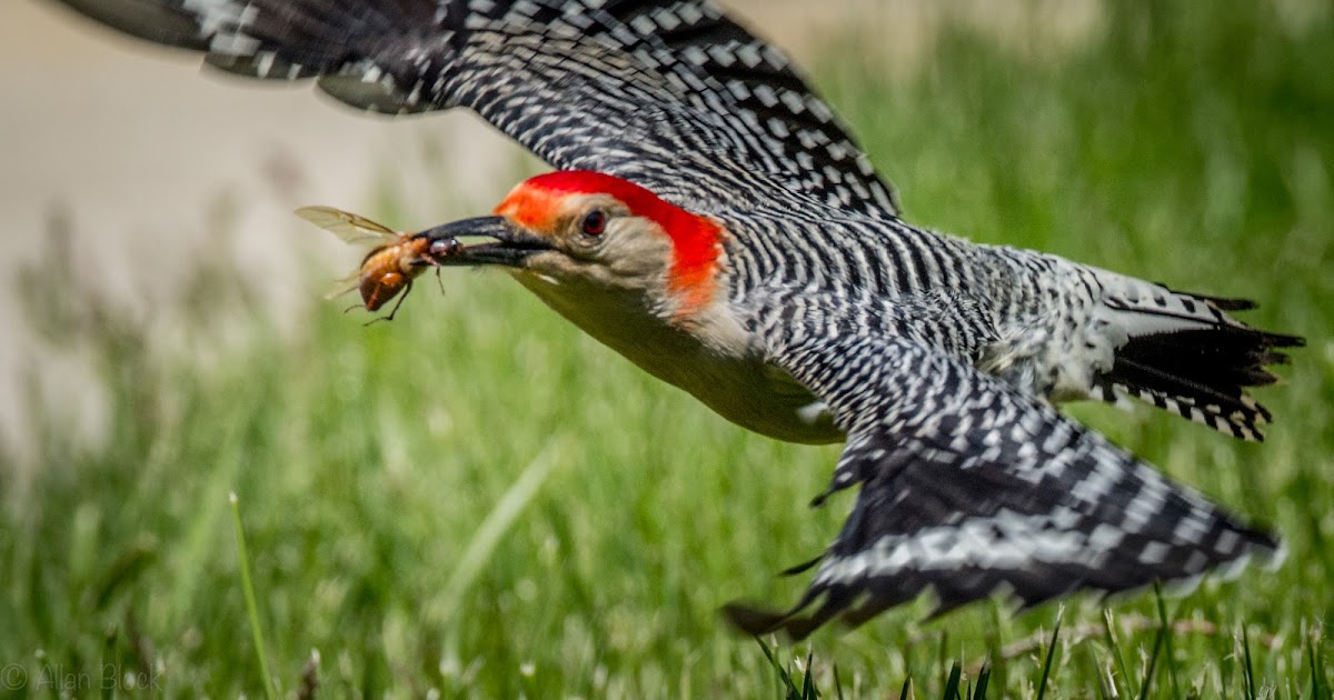 Feather Tailed Stories: Red-bellied Woodpecker/American Robin
